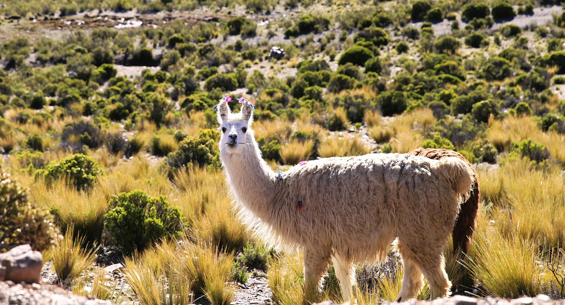 Les animaux du Pérou : lamas, alpagas et vigognes incontournables ...